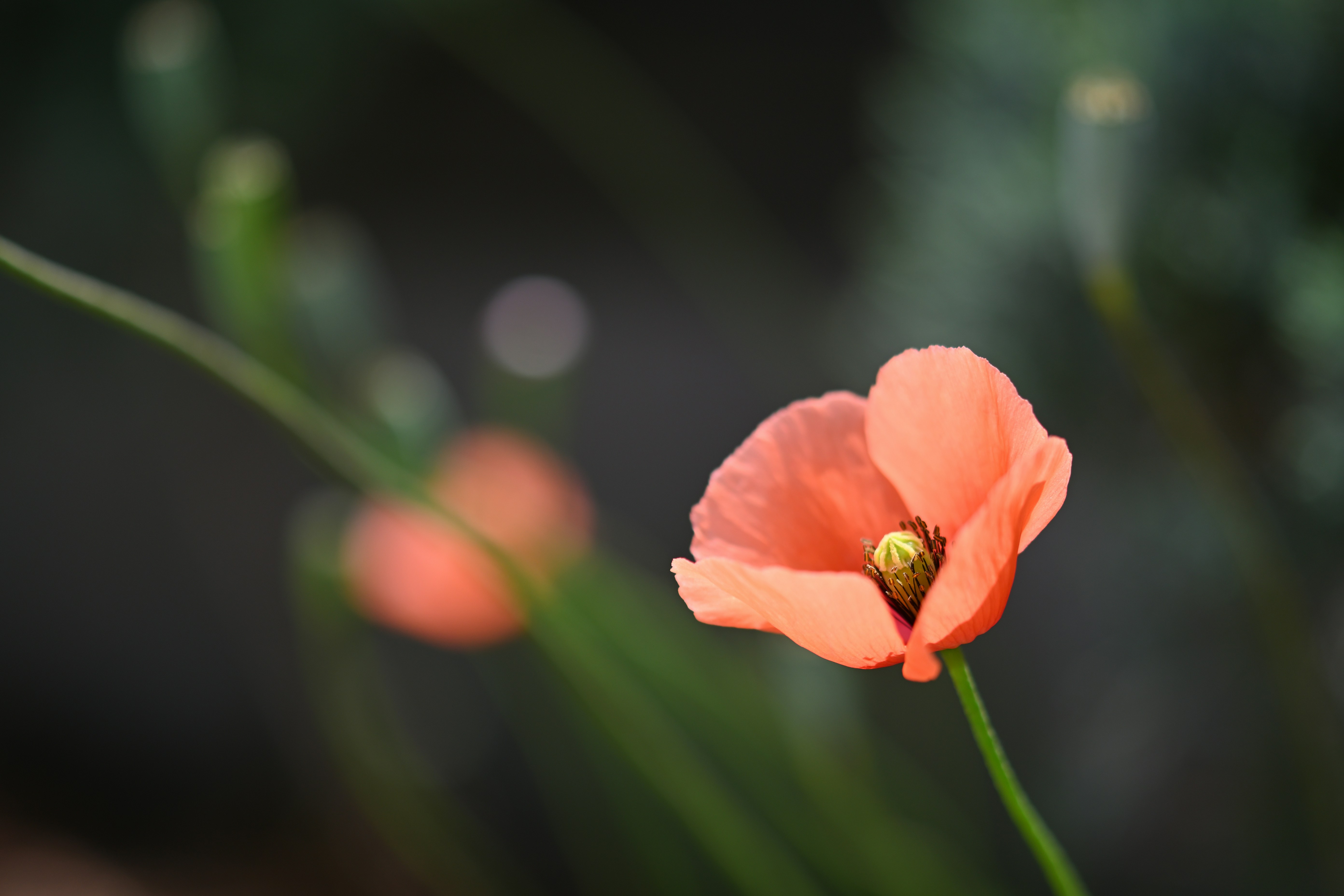 Optimizing Conception: Understanding and Navigating Your Fertile Window ...